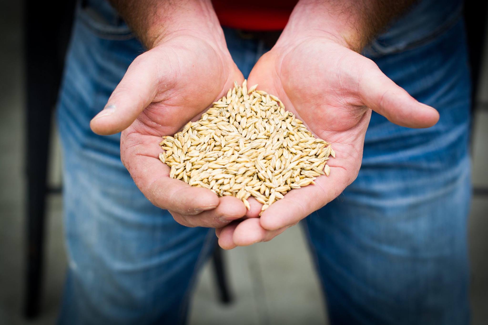 Volunteer Mission Grains – Quality Grown Malted Grains